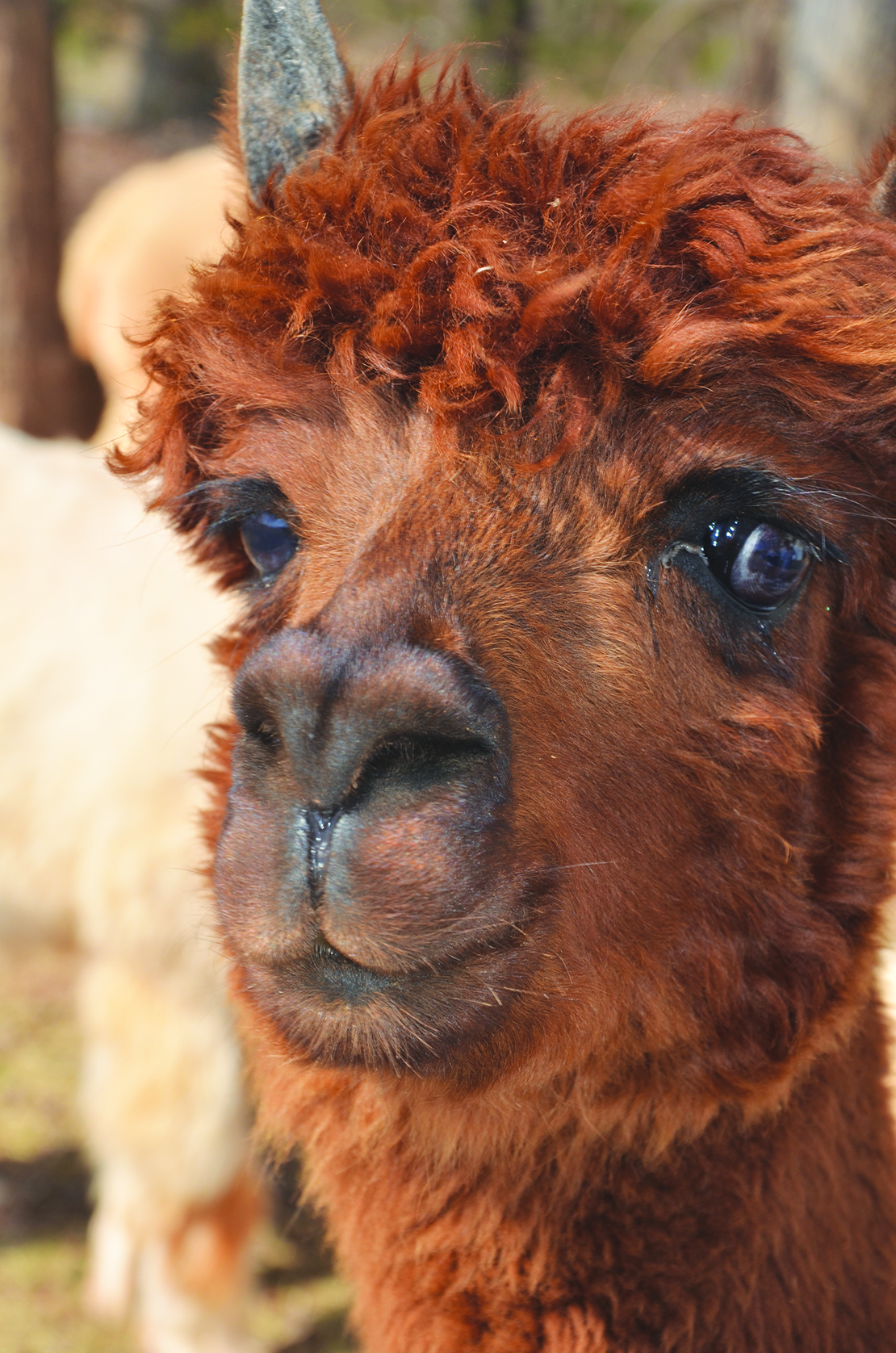 Don’t they make you wanna smile? God’s Country Alpacas bring happiness ...